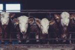 Cruel Factory Farming – Why Is It Bad? [Inhumane Practices]