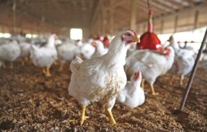 Cruel Factory Farming – Why Is It Bad? [Inhumane Practices]