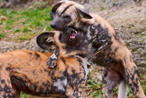 What Is Dog Fighting? A Worldwide Overview Of A Bloodsport!