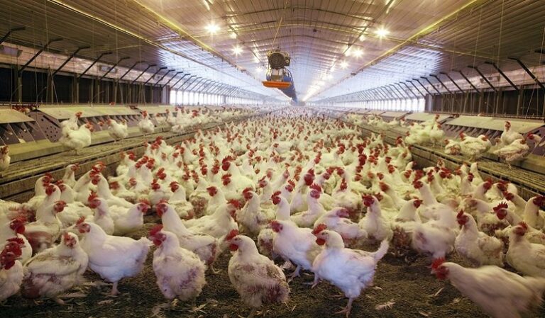 Cruel Factory Farming – Why Is It Bad? [Inhumane Practices]