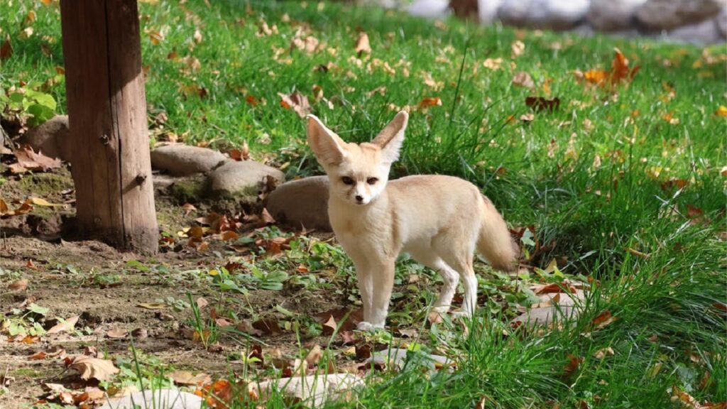 Fennec Fox – All You Need To Know About This Exotic Animal