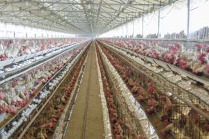 Cruel Factory Farming – Why Is It Bad? [Inhumane Practices]