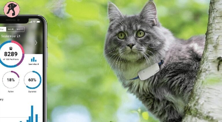 Best Cat GPS Tracker - Absolute Must-Have For Outdoorsy Cats
