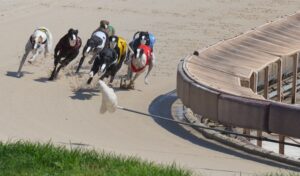Is Greyhound Racing Cruel? A Tragic Case In Point