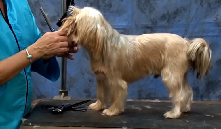 Silky Terrier Dog Breed - Interesting Facts & Much More!