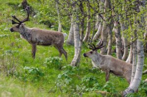 Reindeer – Information & Facts About These Majestic Animals
