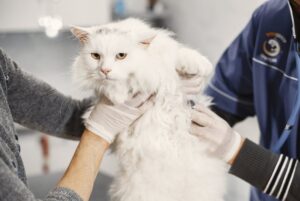 Cat Statistics That All Cat Lovers Should Know In 2024