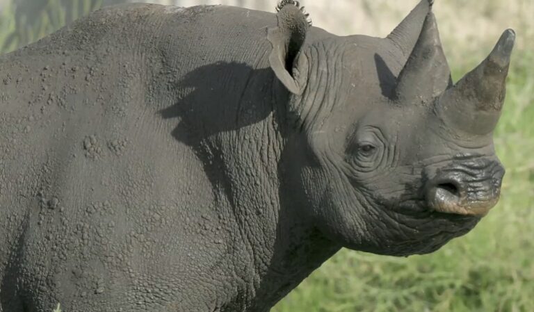 Hunting Wild Animals To Extinction - How Can We Stop It?