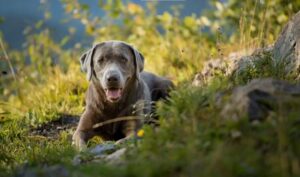 Silver Labrador - Temperament, Training, And Traits