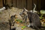 Cat Statistics That All Cat Lovers Should Know In 2024