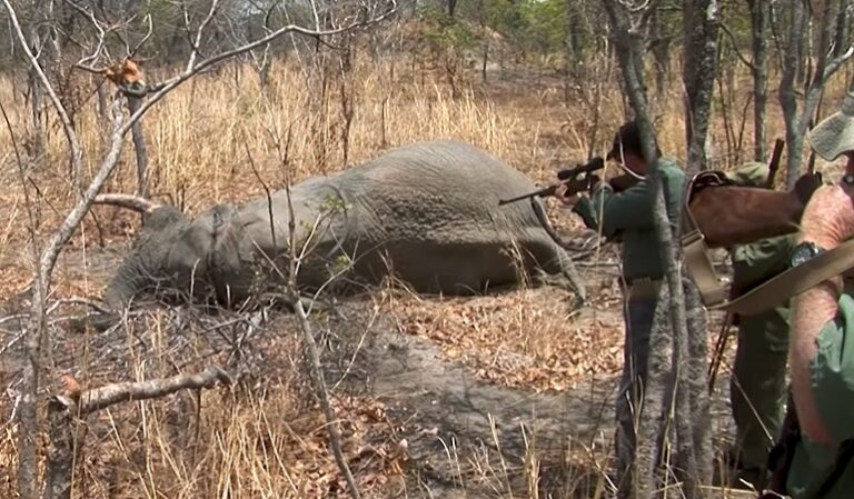 Hunting Wild Animals To Extinction - How Can We Stop It?