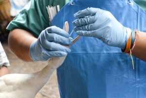 History Of Animal Testing - An Appalling Affair - WAF