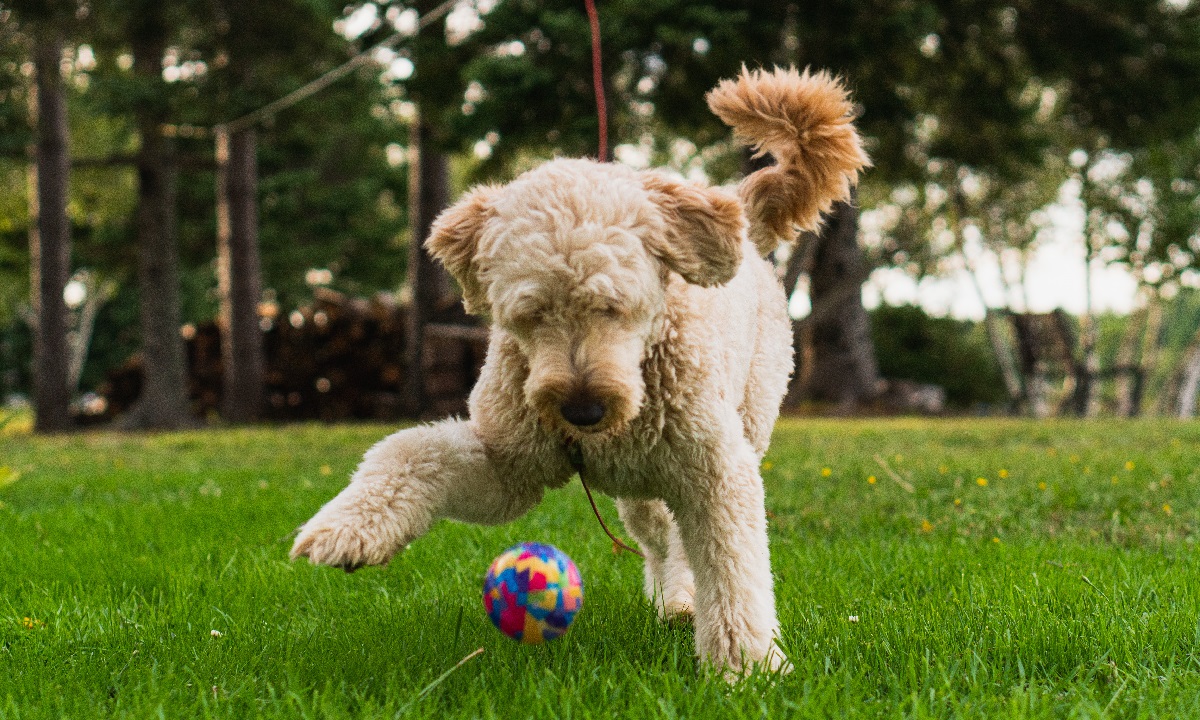 Mini Goldendoodle - An Intelligent, Adorable Companion