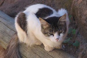 Cat Statistics That All Cat Lovers Should Know In 2024