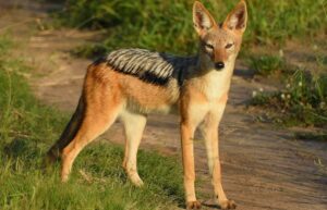 Jackals - Animal Profile (Description, Habitat, & Facts)