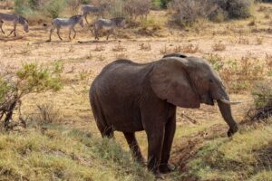 What Is Poaching? The Horrendous Crime Explained