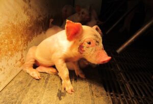 The Ugly Truth: 50 Eye-Opening Animal Cruelty Statistics!!!