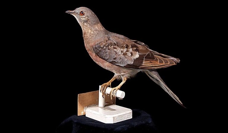 Hunting Wild Animals To Extinction - How Can We Stop It?