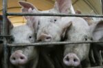Cruel Factory Farming – Why Is It Bad? [Inhumane Practices]