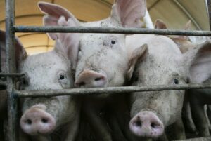 Cruel Factory Farming – Why Is It Bad? [Inhumane Practices]