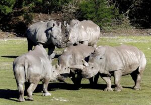 What Is Poaching? The Horrendous Crime Explained