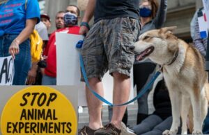 History Of Animal Testing - An Appalling Affair - WAF