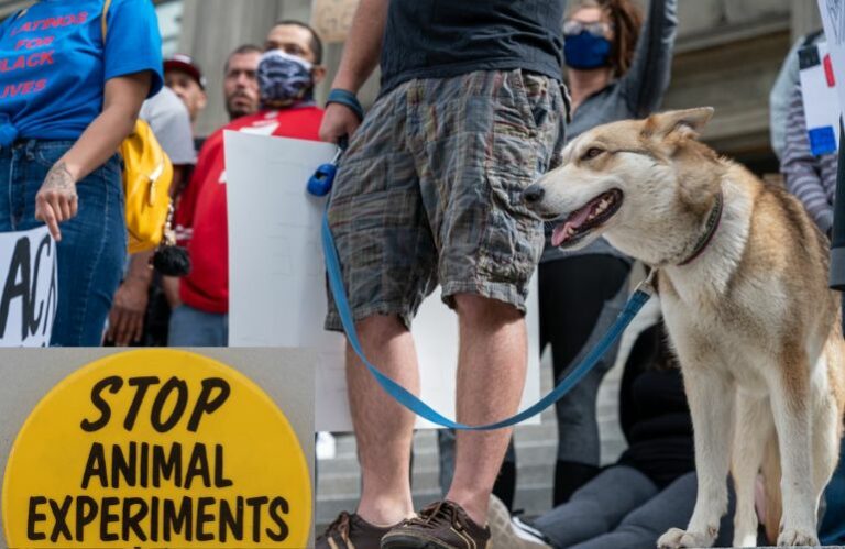 History Of Animal Testing - An Appalling Affair - WAF