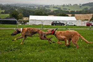 Is Greyhound Racing Cruel? A Tragic Case In Point
