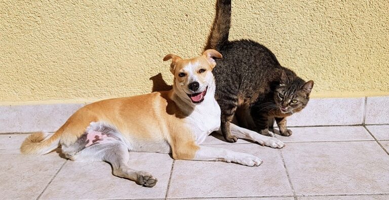 Why Do Dogs Eat Cat Poop? And Easy Ways To Stop Them!