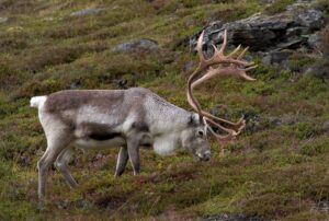 Reindeer – Information & Facts About These Majestic Animals