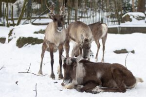Reindeer – Information & Facts About These Majestic Animals