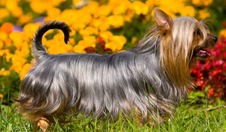Silky Terrier Dog Breed - Interesting Facts & Much More!