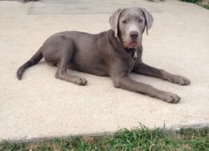 Silver Labrador - Temperament, Training, And Traits