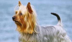 Silky Terrier Dog Breed - Interesting Facts & Much More!