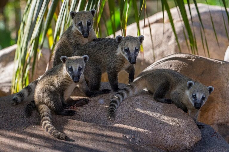 Coatis - The Highly Intelligent Mammal Species