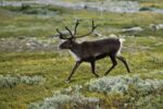 Reindeer – Information & Facts About These Majestic Animals