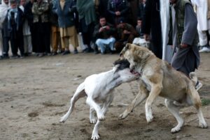 What Is Dog Fighting? A Worldwide Overview Of A Bloodsport!