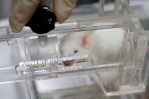 Animal Testing Facts - A Gruesome Cruelty That Needs To End