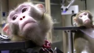 What Is Animal Testing? Eye-opening Facts & Alternatives