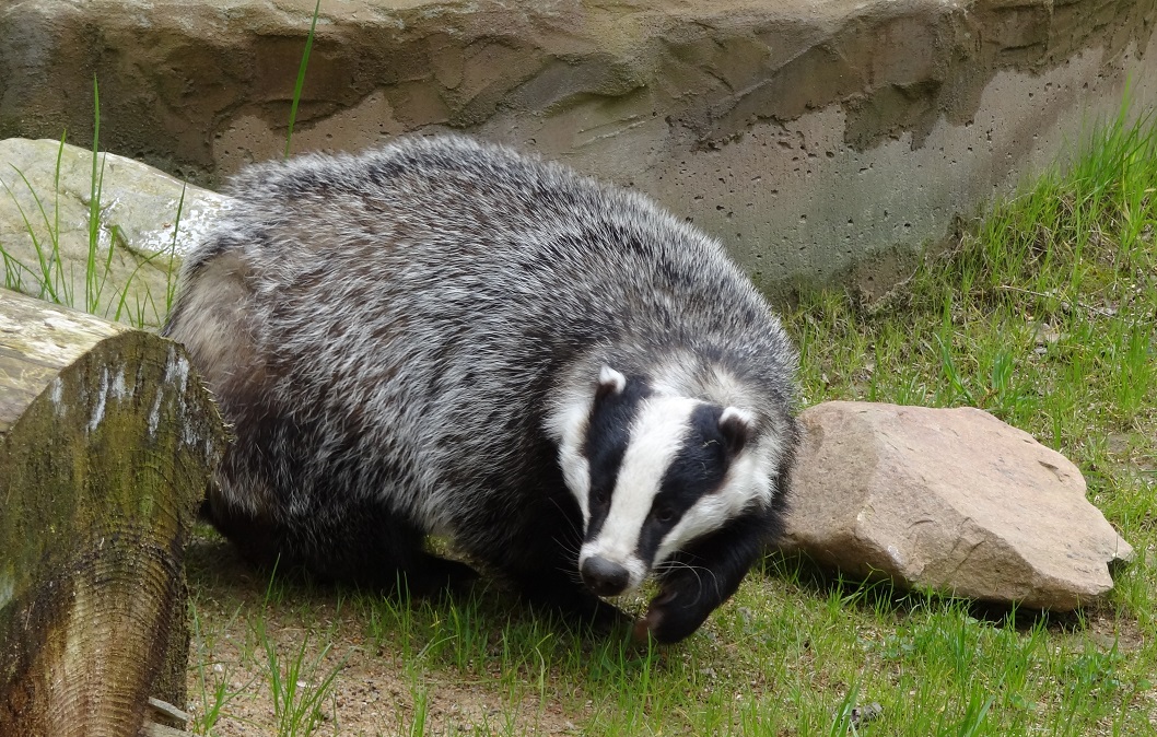 Badgers Animal - History, Facts, And Personality Traits