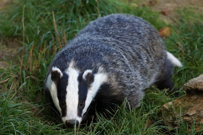 Badgers Animal - History, Facts, And Personality Traits