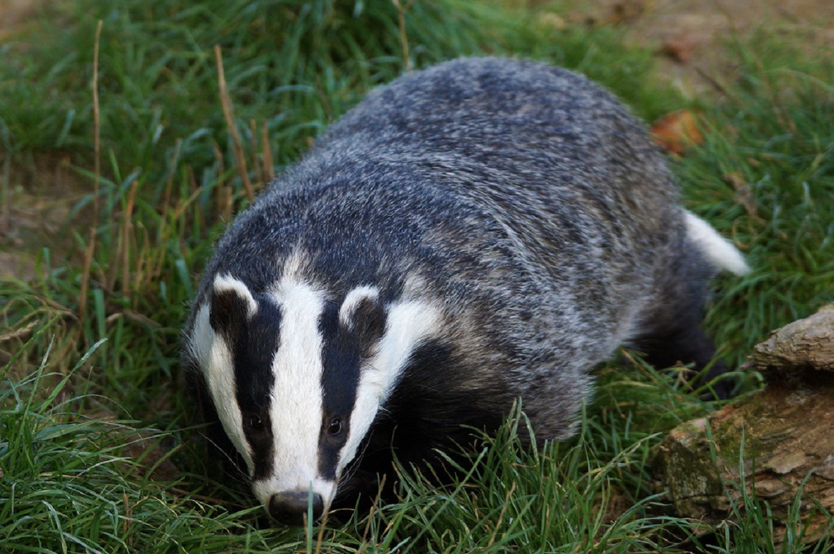 Badgers Animal - History, Facts, And Personality Traits