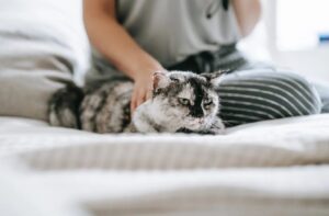 Cat Statistics That All Cat Lovers Should Know In 2024