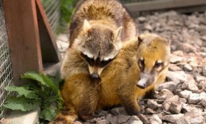 Coatis - The Highly Intelligent Mammal Species