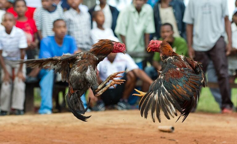 Cockfighting - Appalling Reality Behind This Blood Sport!