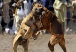 What Is Dog Fighting? A Worldwide Overview Of A Bloodsport!