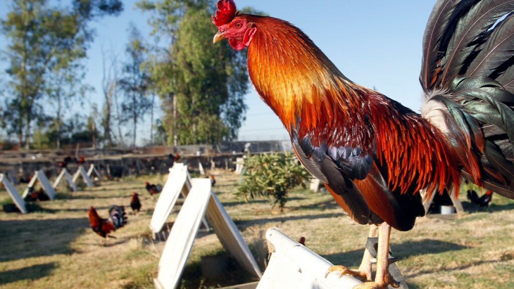 Cockfighting - Appalling Reality Behind This Blood Sport!