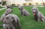 Silver Labrador - Temperament, Training, And Traits