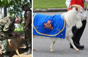 History Of Animal Testing - An Appalling Affair - WAF