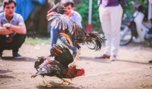 Cockfighting - Appalling Reality Behind This Blood Sport!